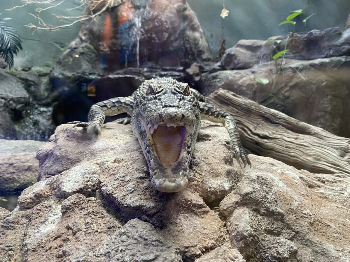 Ultimate Guide To Perth Aquarium (AQWA) - Don't Miss Out!