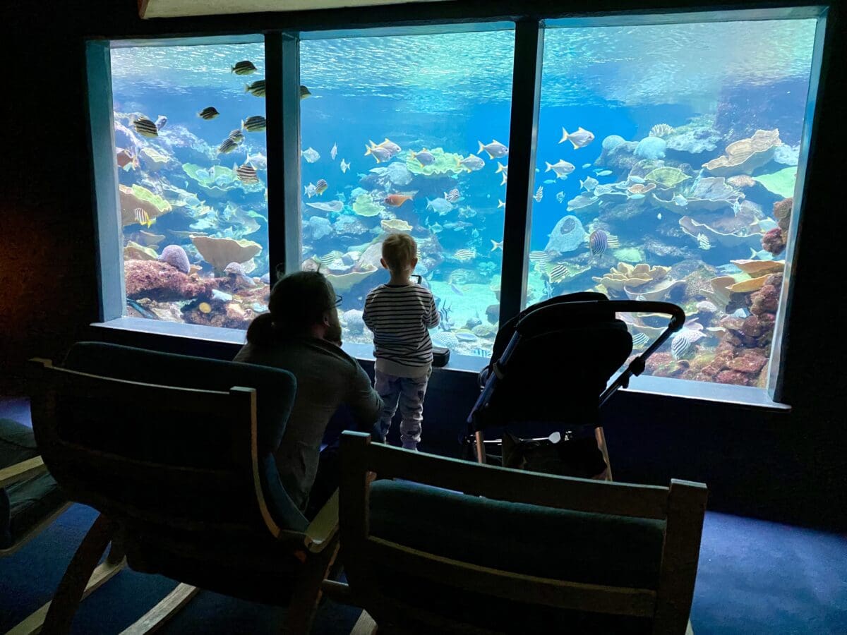 Ultimate Guide To Perth Aquarium (AQWA) - Don't Miss Out!